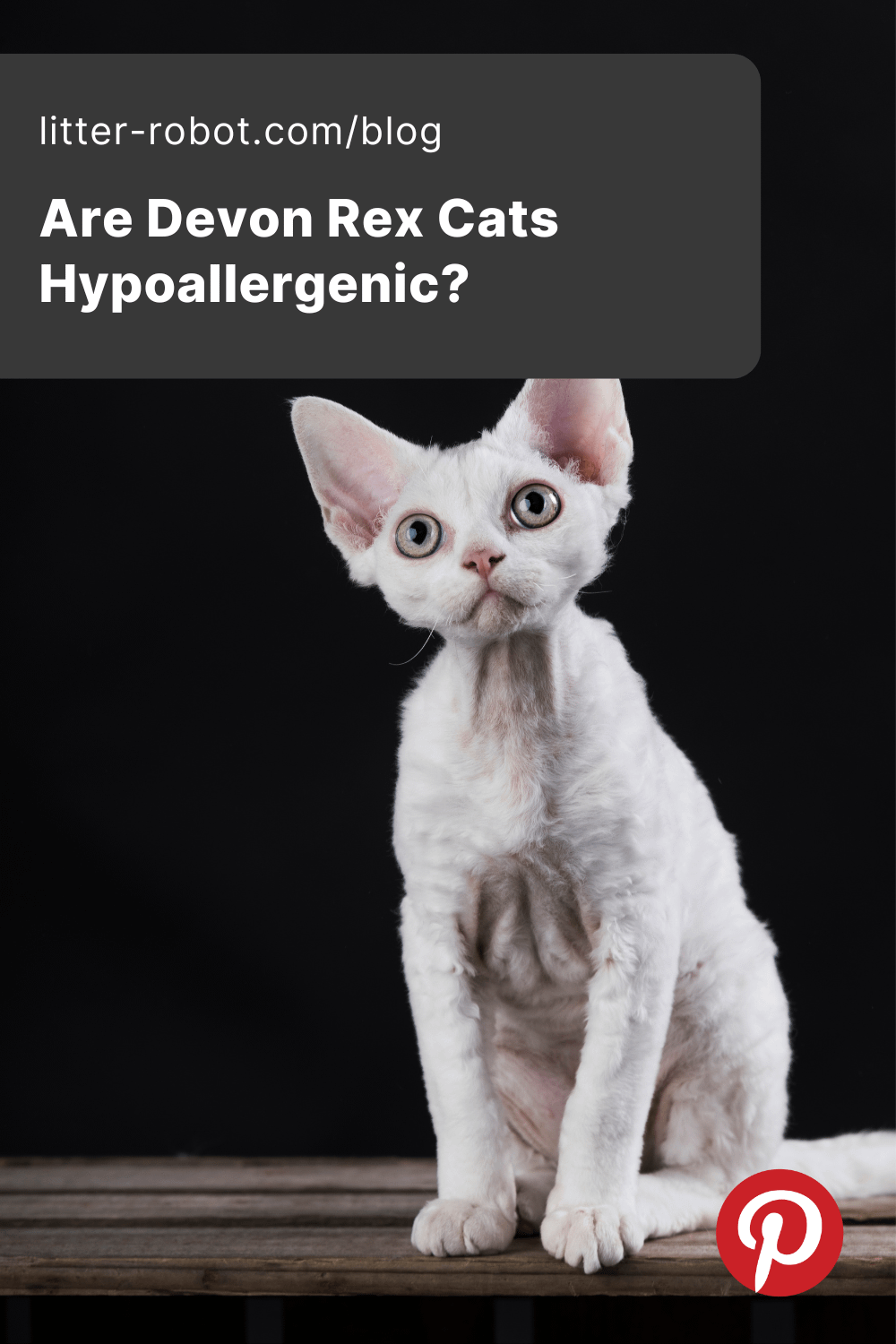 Are Devon Rex Cats Hypoallergenic? | Litter-Robot