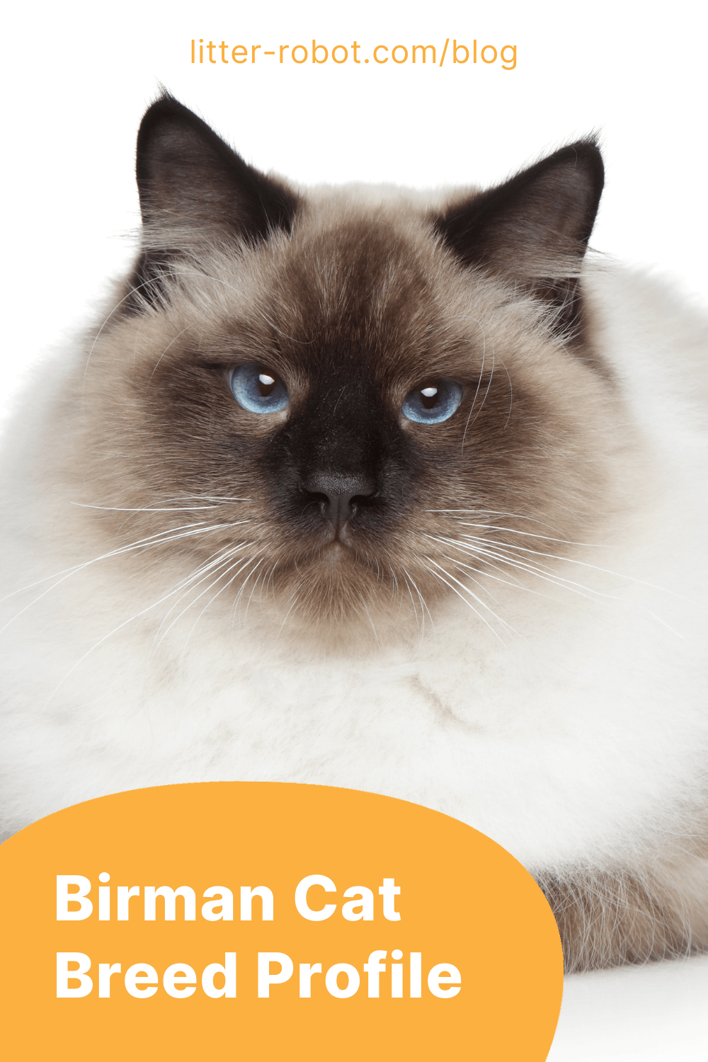 Birman Cat Breed Guide and Profile | Litter-Robot