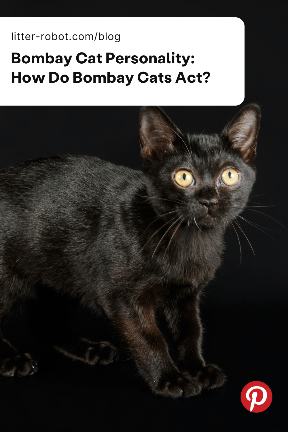 Bombay Cat Personality Traits: How Do Bombay Cats Act?