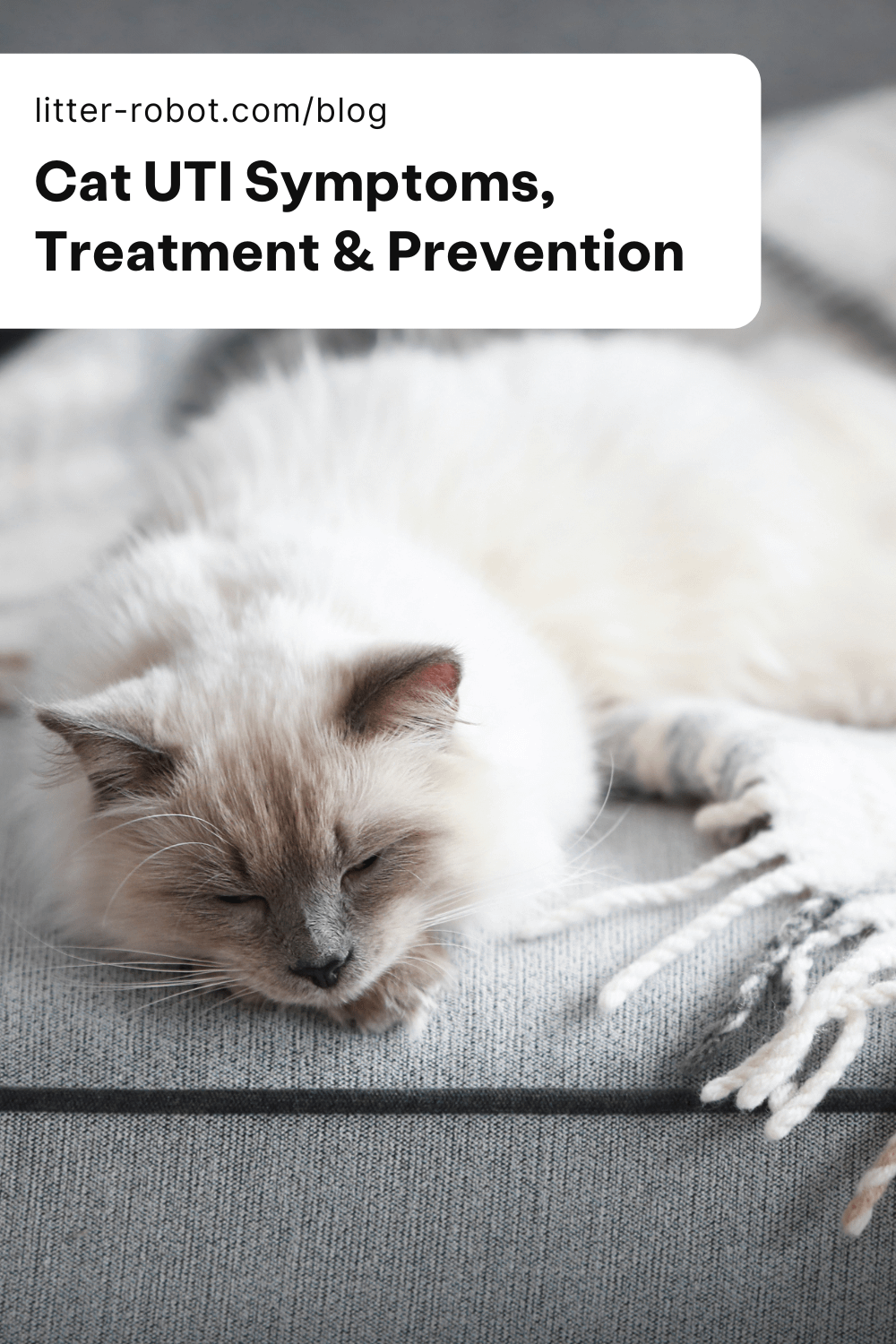 Cat UTI Symptoms, Treatment & Prevention | Litter-Robot