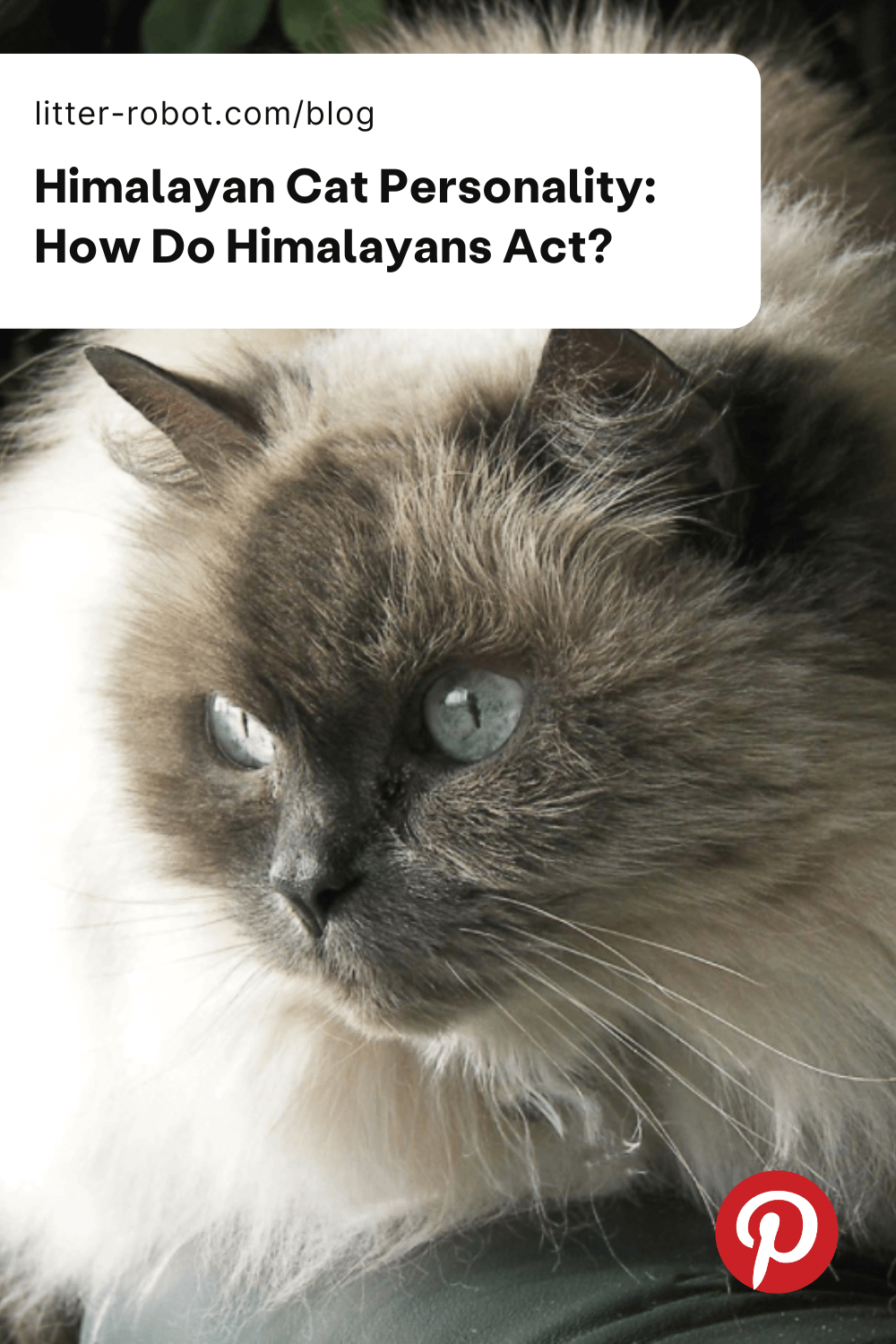 Himalayan Cat Personality Traits: How Do Himalayan Cats Act?