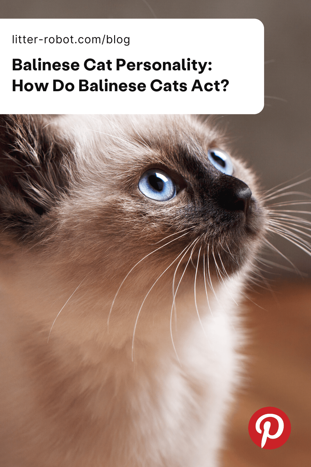 Balinese Cat Personality Traits: How Do Balinese Cats Act?