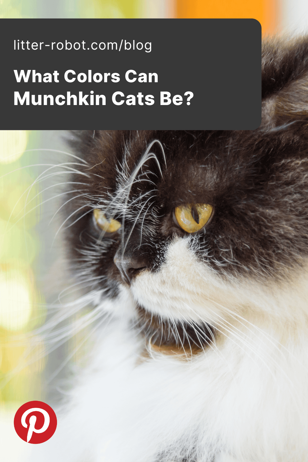 What Colors Can Munchkin Cats Be? | Litter-Robot