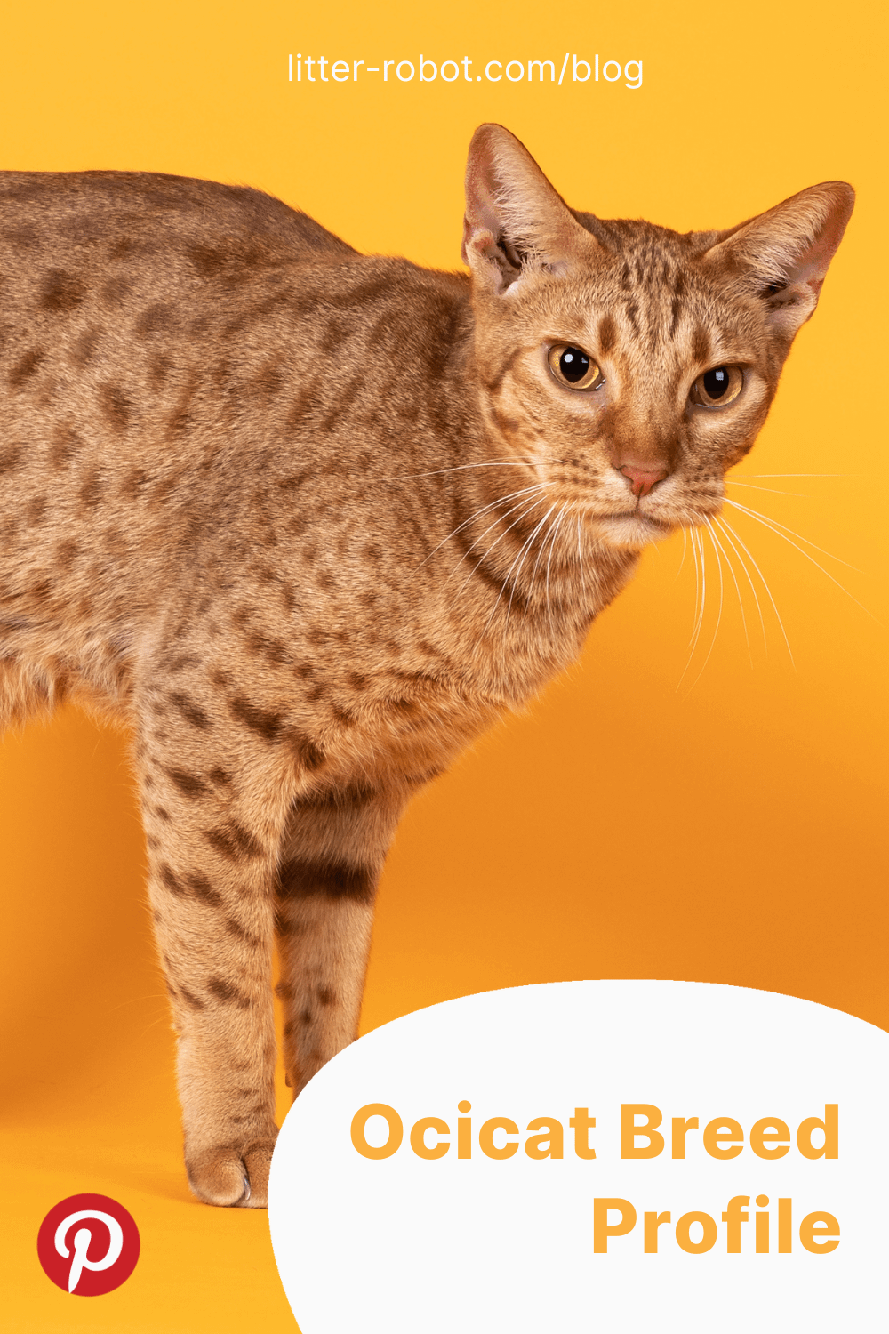 Ocicat Breed Profile | Litter-Robot