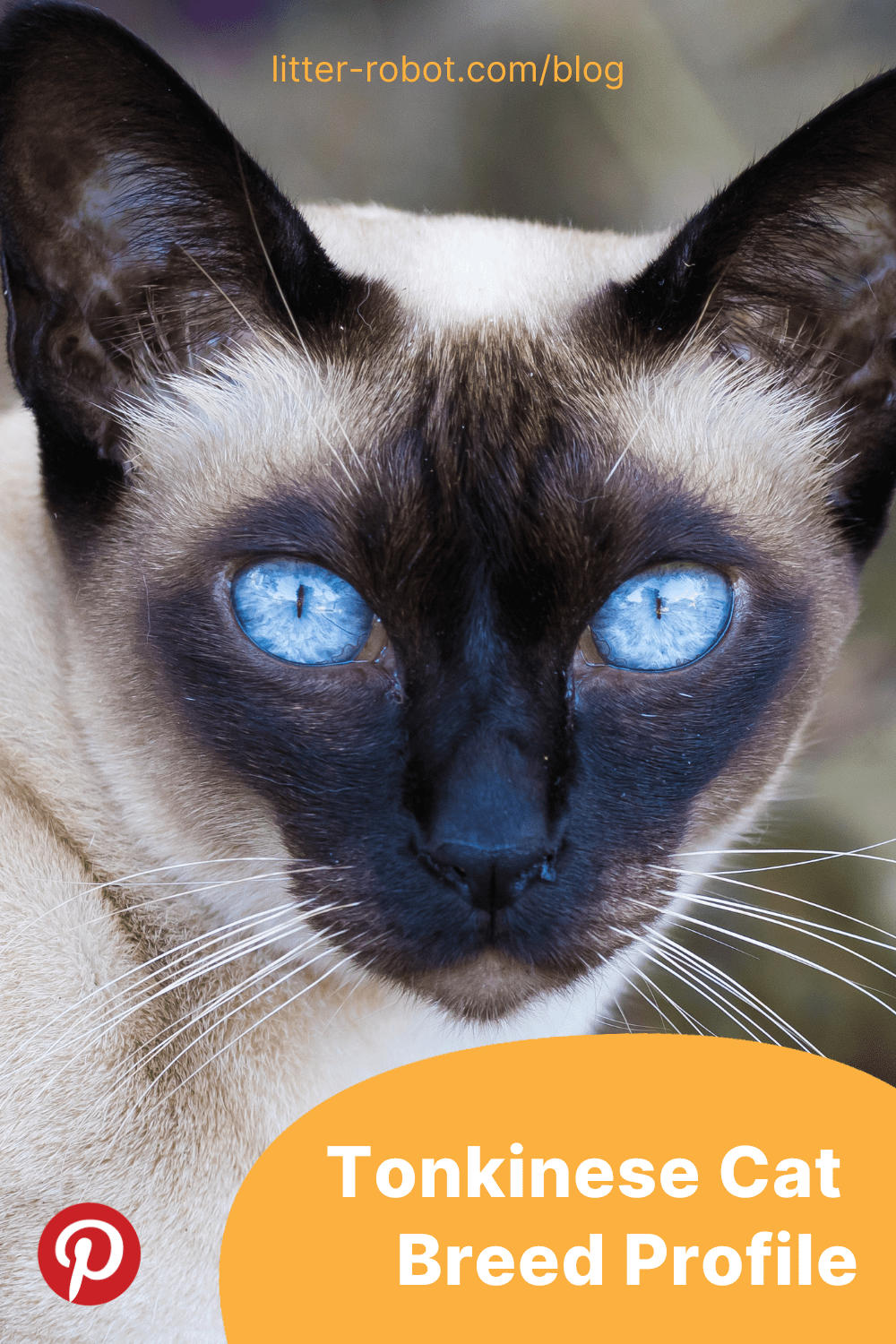 Tonkinese Cat Breed Profile | Litter-Robot
