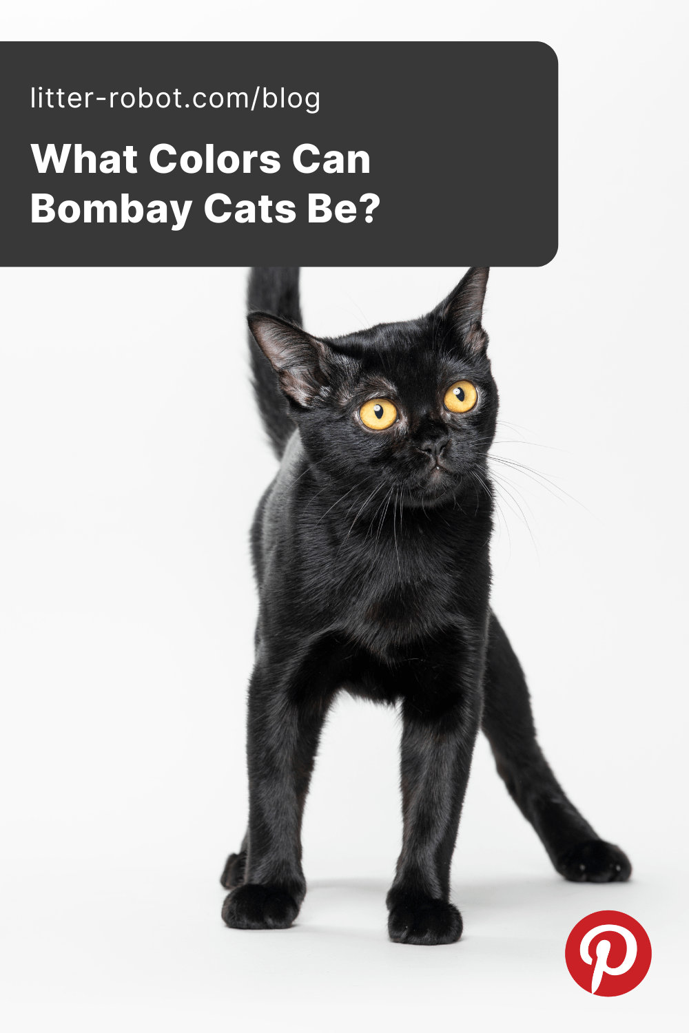 What Colors Can Bombay Cats Be? | Litter-Robot