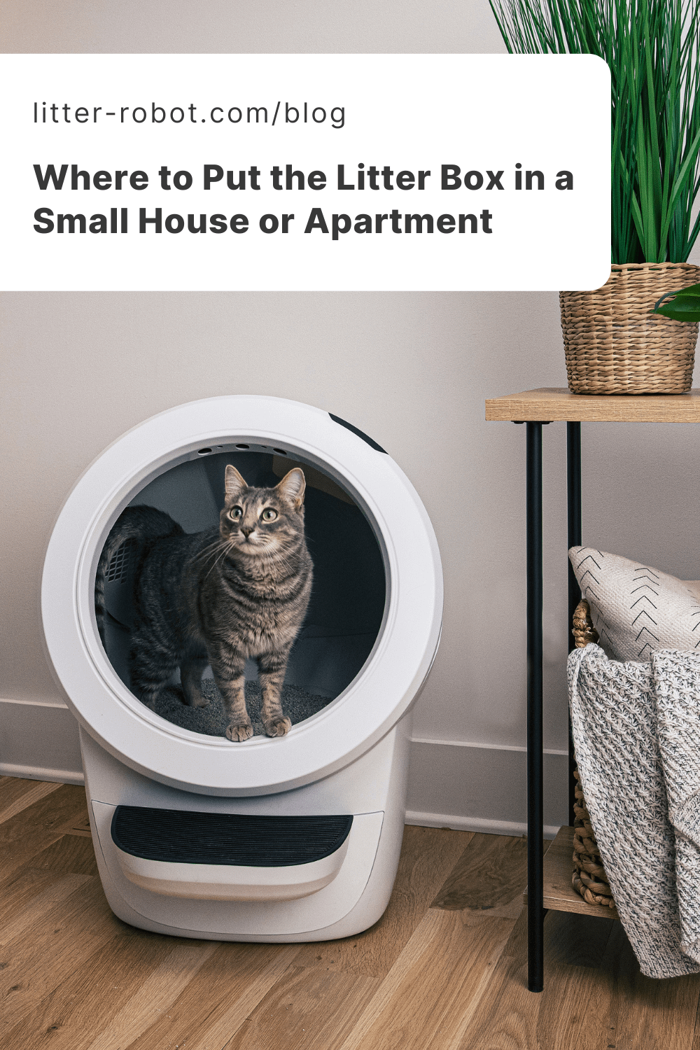 Where to Put Litter Box in One Bedroom Apartment: Top Tips