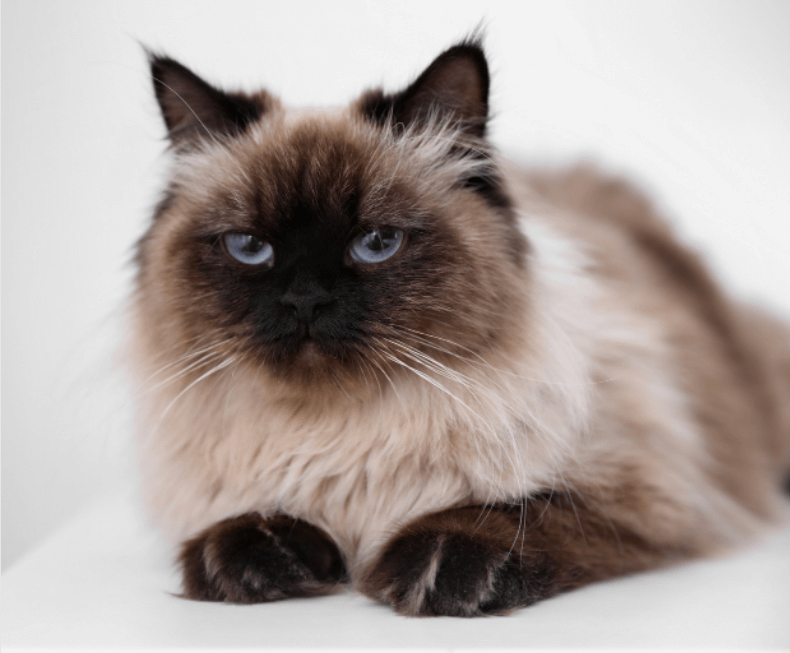 Balinese Cat Personality Traits: How Do Balinese Cats Act?