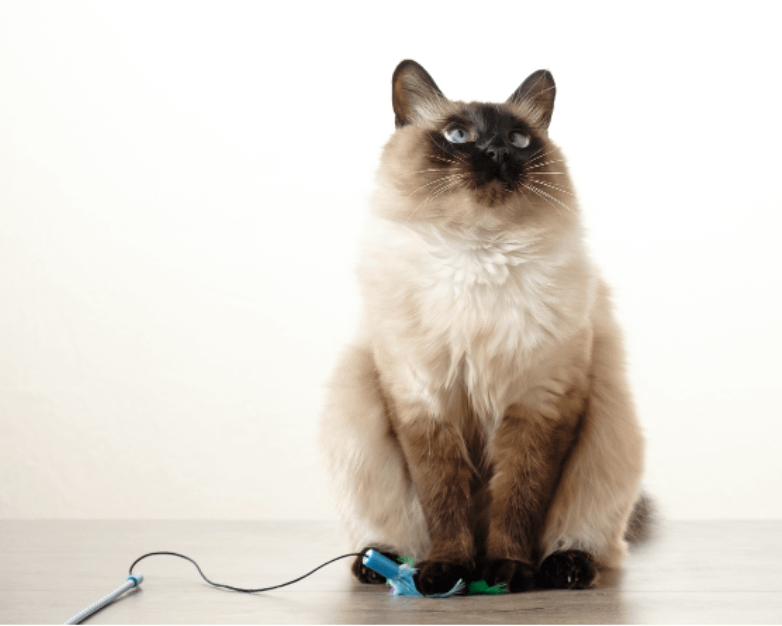 Balinese Cat Breed Profile | Litter-Robot