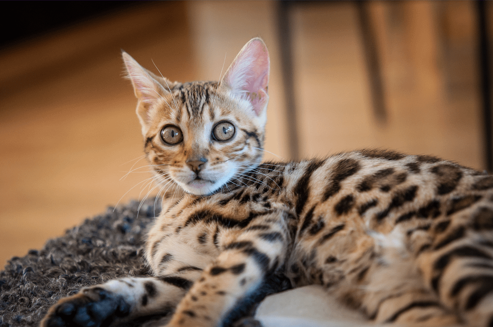 Are Bengal Cats Hypoallergenic? | Litter-Robot