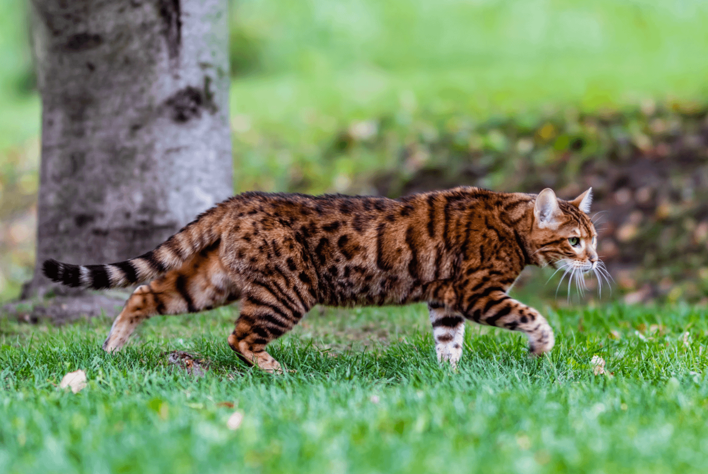 Bengal Cat Colors - 6 Common to Rare Coat Colors & Patterns