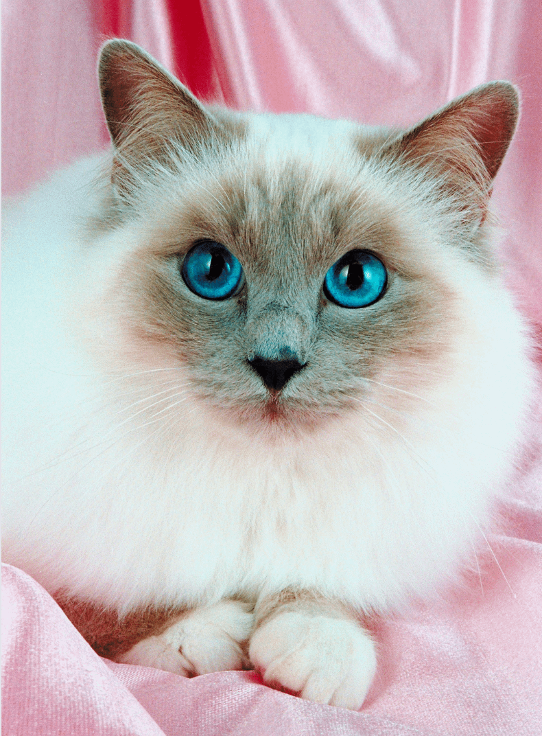 Birman Cat Breed Guide and Profile | Litter-Robot