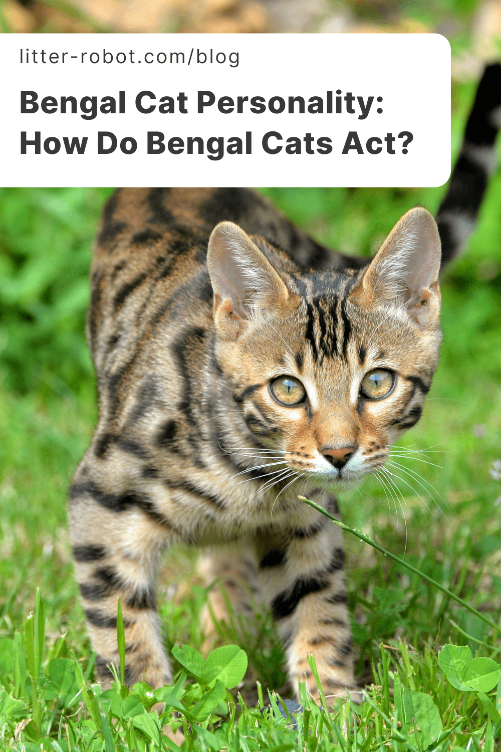 Bengal Cat Personality: How Do Bengal Cats Act? | Litter-Robot
