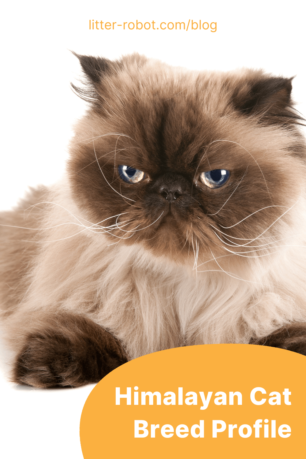 Himalayan Cat Breed Profile | Litter-Robot