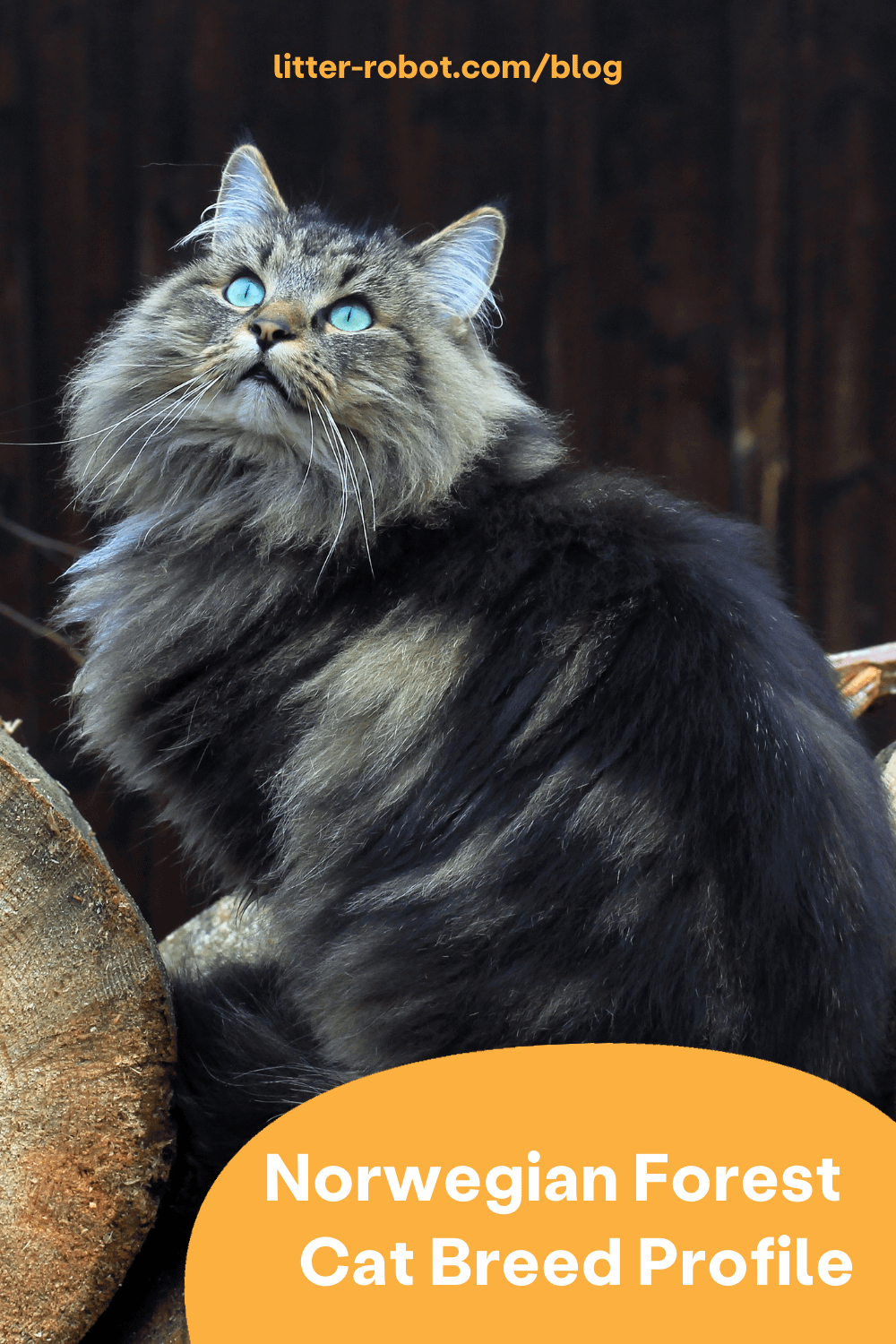 Forest Cat 10 Furry Facts About The Norwegian Forest Cat Cats 101 ...