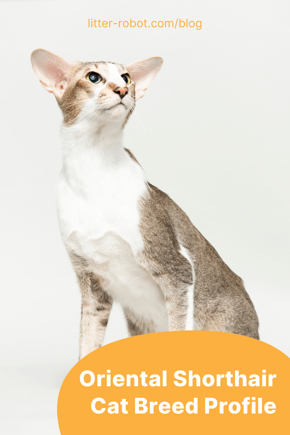 Oriental Shorthair Cat Breed Profile Purrfect Cat Breeds Oriental