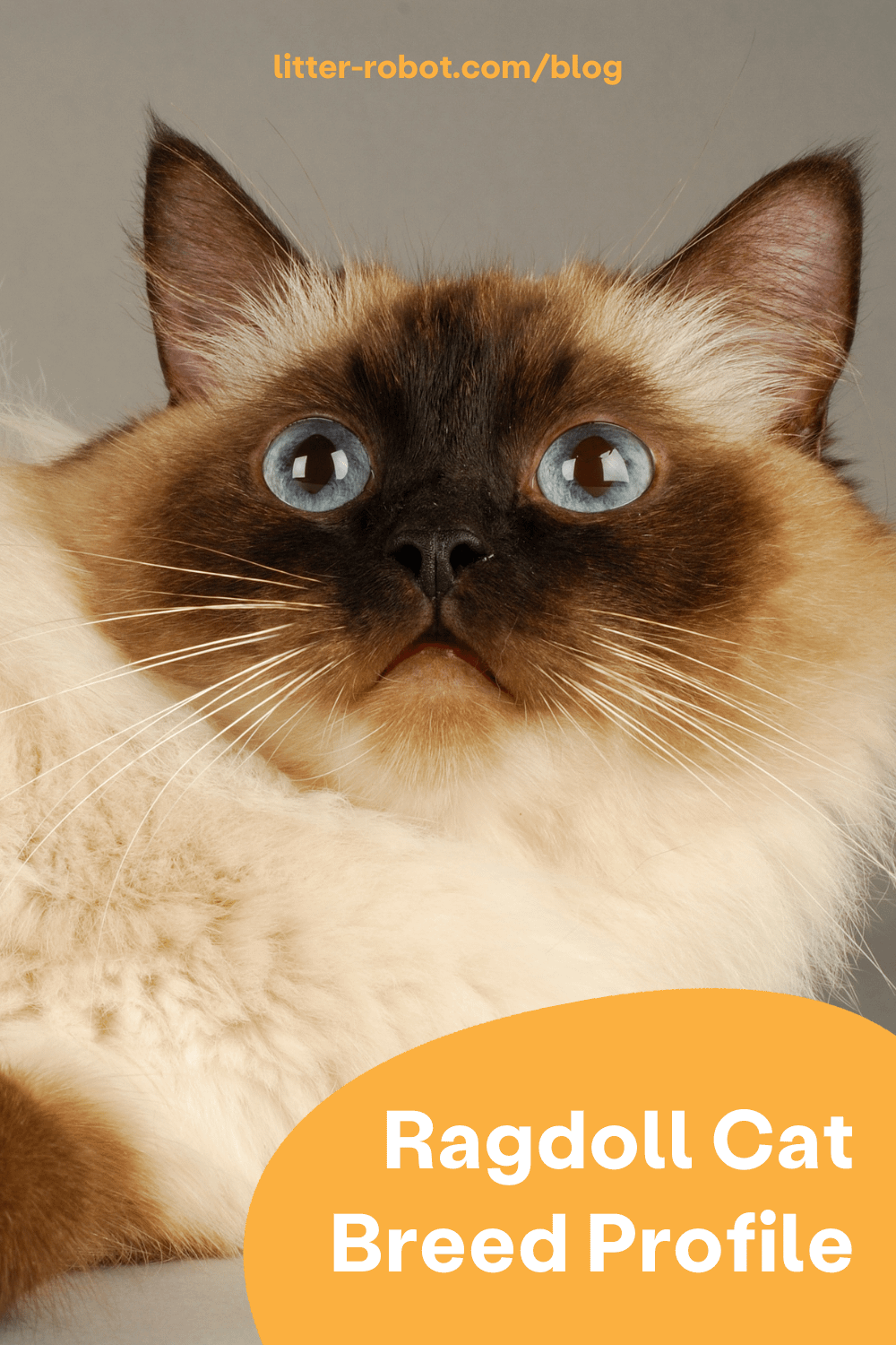 Ragdoll Cat Breed Guide - Size, Personality, Lifespan & More