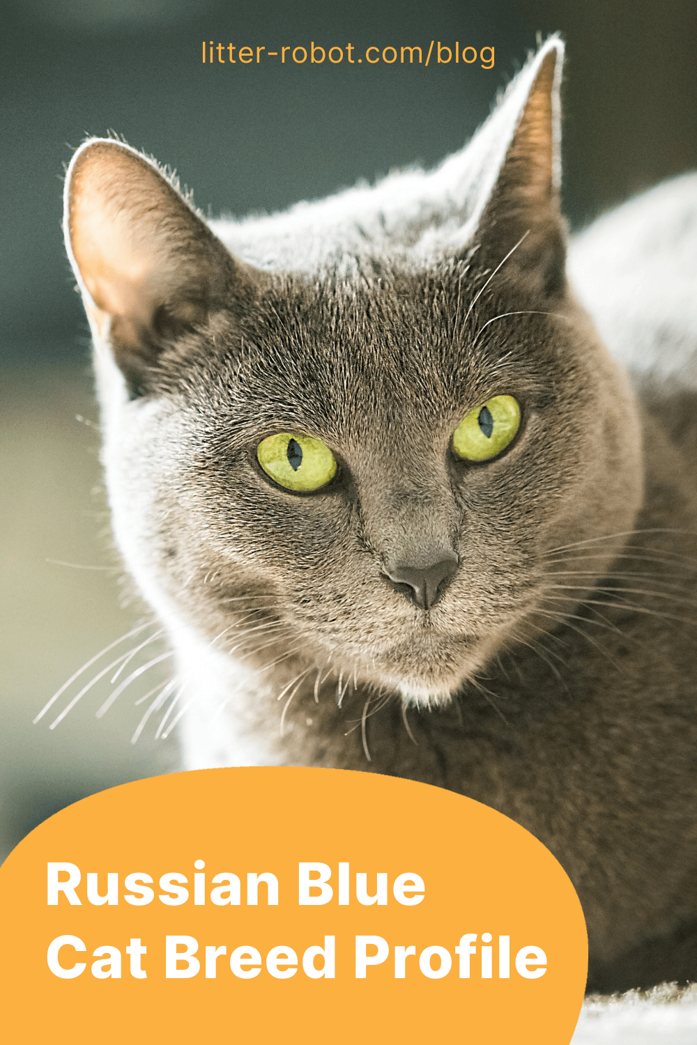 Russian Blue Cat Breed Profile | Litter-Robot