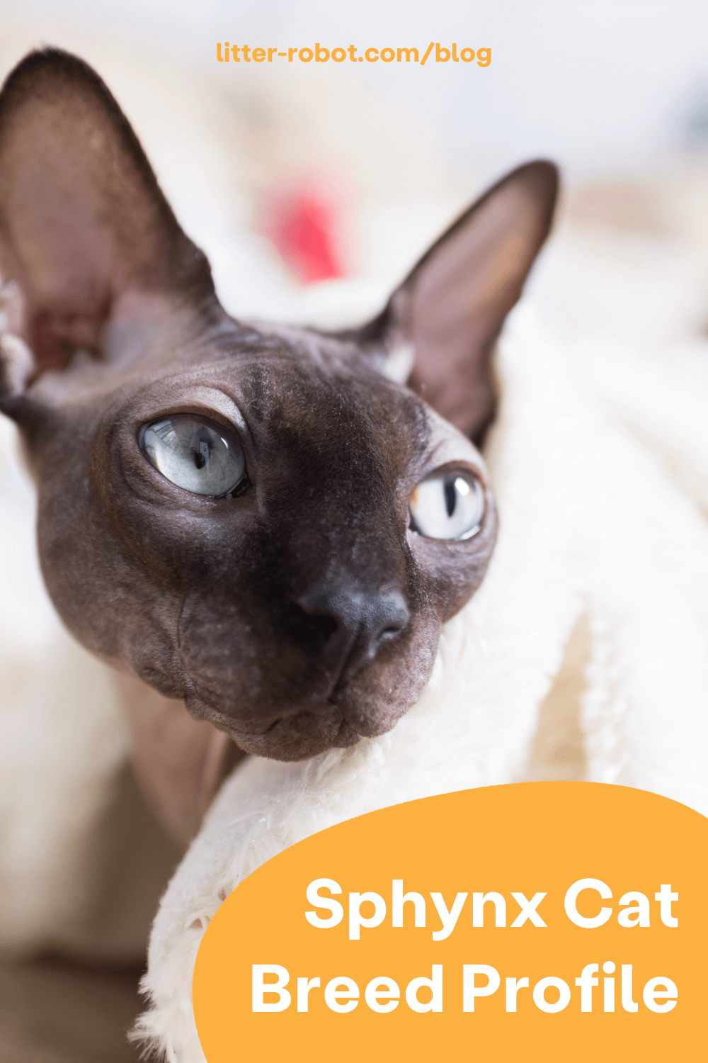 Chocolate Sphynx Cat What You Need To Know Before Bringing Home A