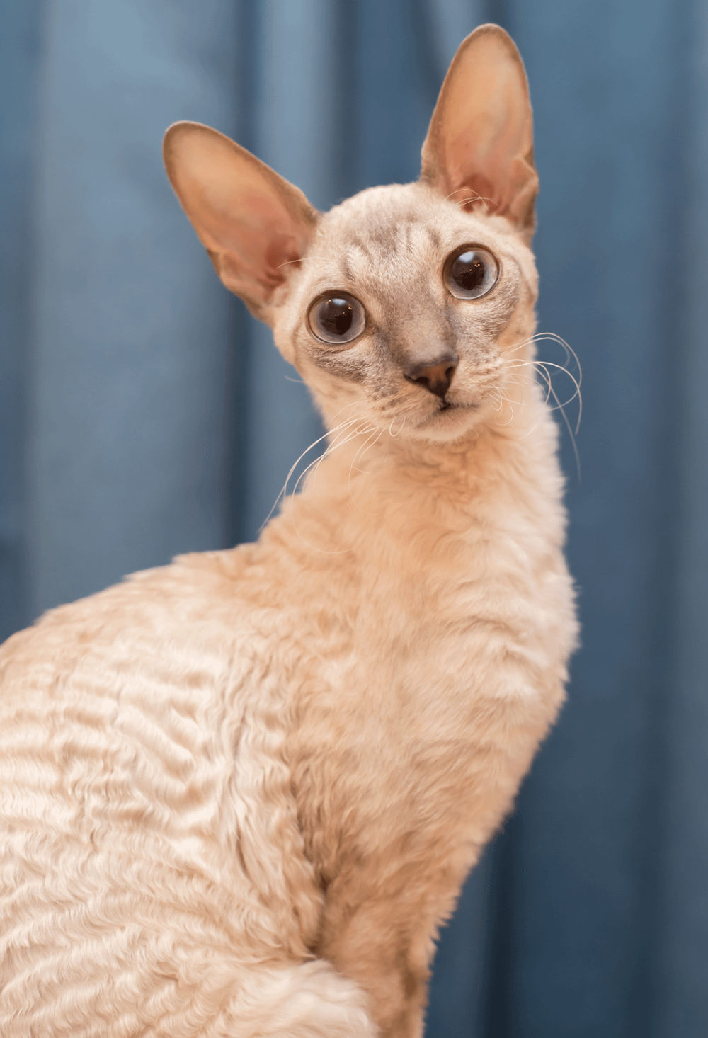 Cornish Rex Cat Breed Profile Litter Robot