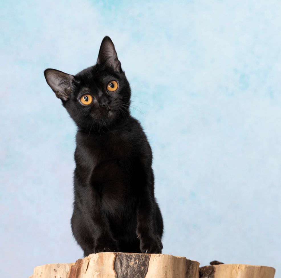 Bombay Cat Personality Traits: How Do Bombay Cats Act?