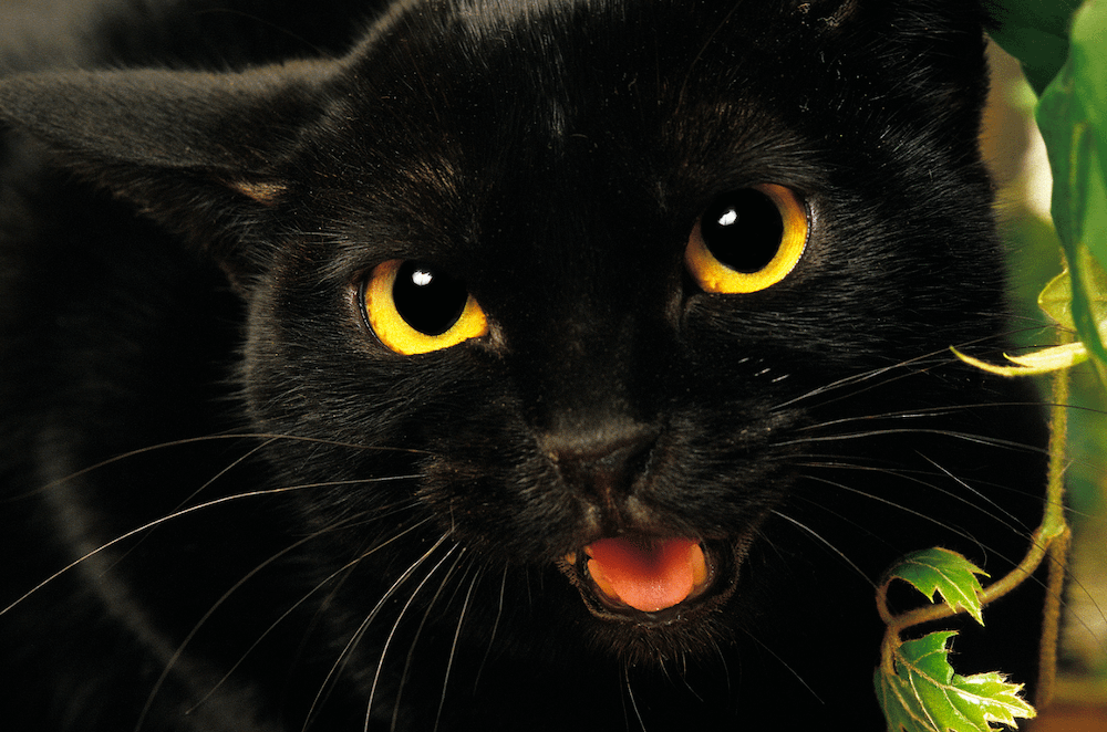 Bombay Cat Green Eyes