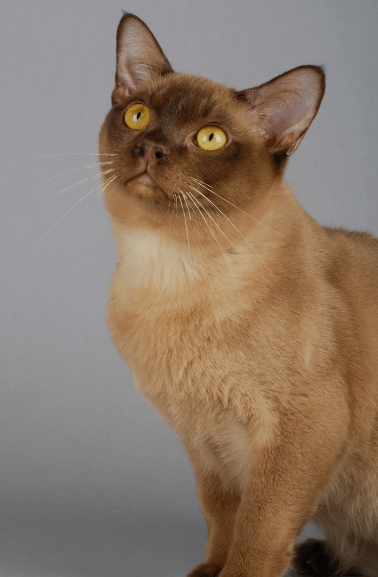 Burmese Cat Breed - Characteristics, Colors, & Personality