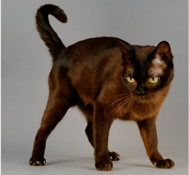 Sable American Burmese Cat