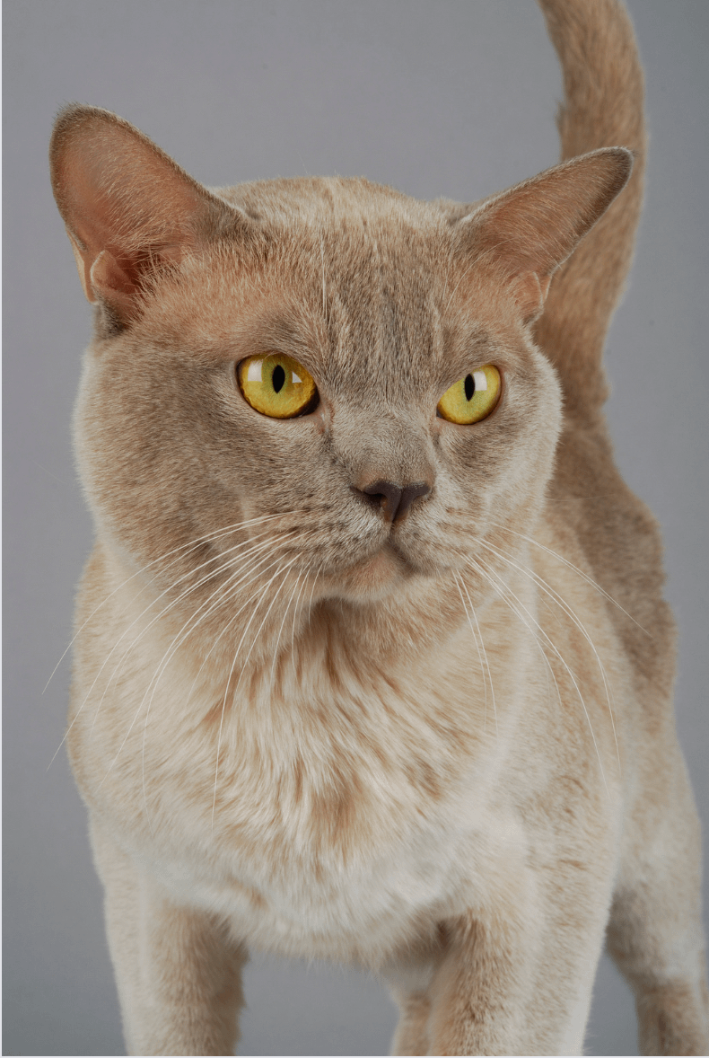 Burmese Cat Breed - Characteristics, Colors, & Personality