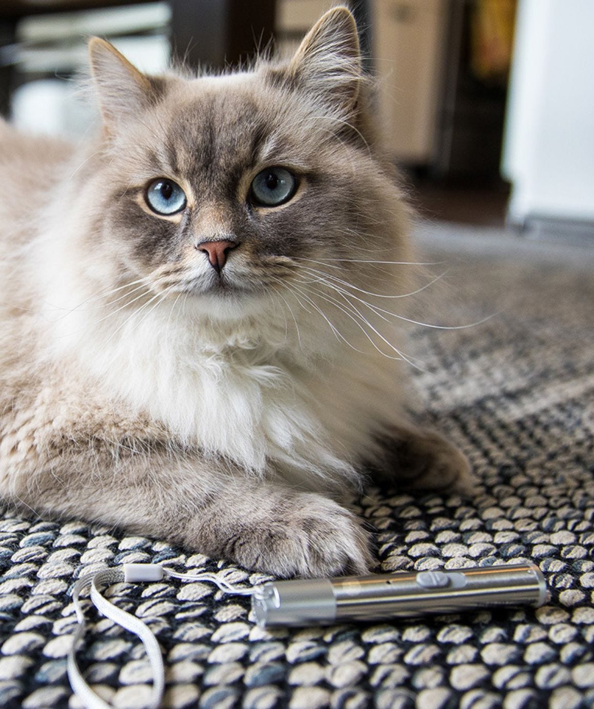 blue laser pointer for cats