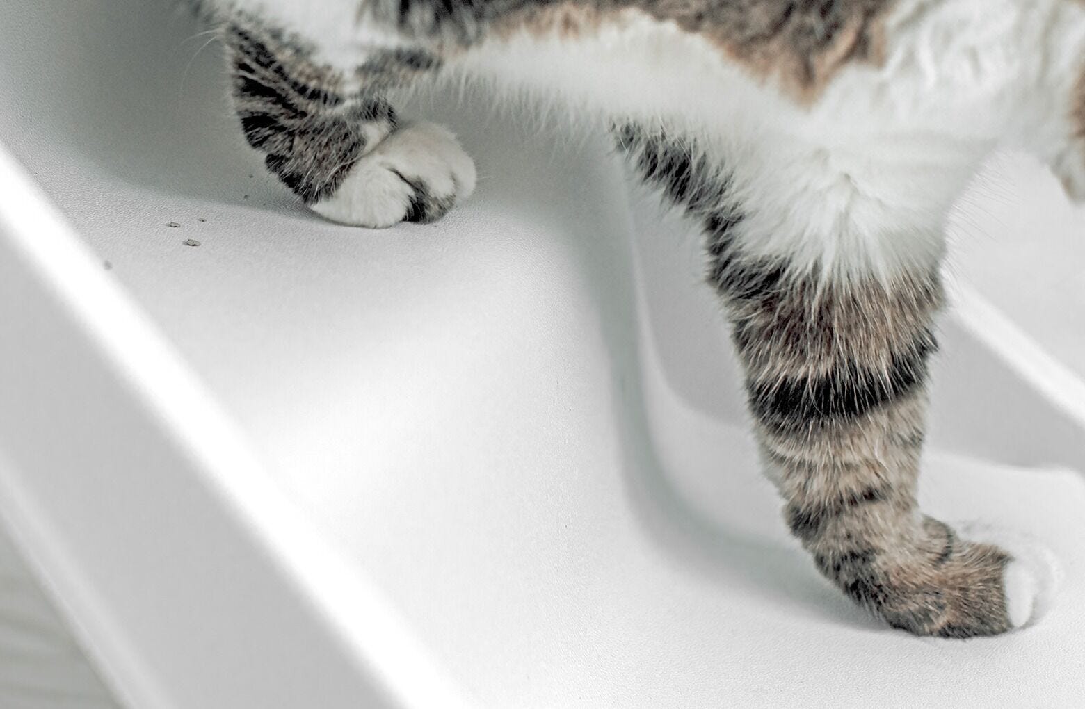 Litter-Robot 4 Ramp - Litter-Robot Stairs For Easy Access | Litterbox.com