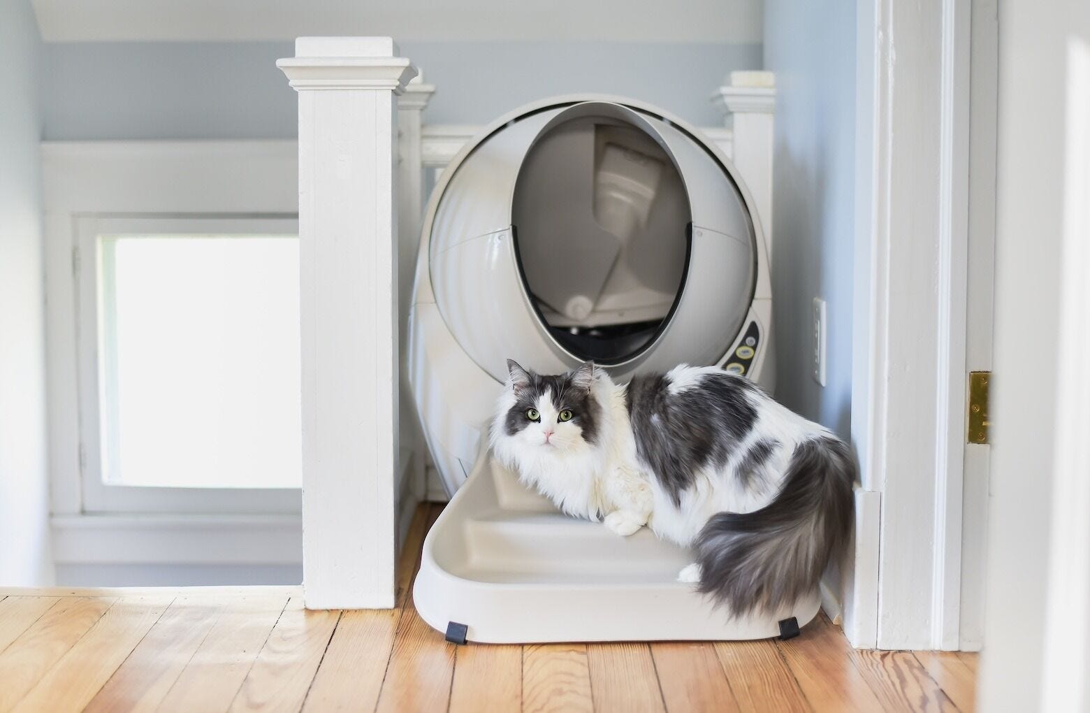 Litter-Robot 3 Ramp | Cat Litter Box Accessories | Litterbox.com