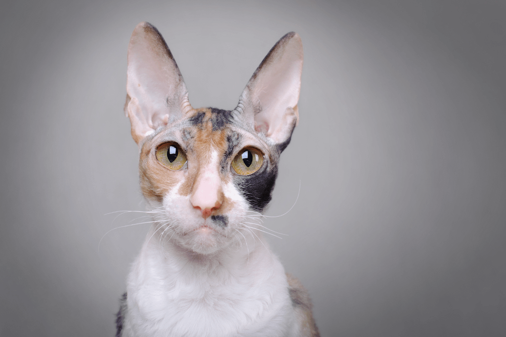 What Colors Can Cornish Rex Cats Be? | Litter-Robot