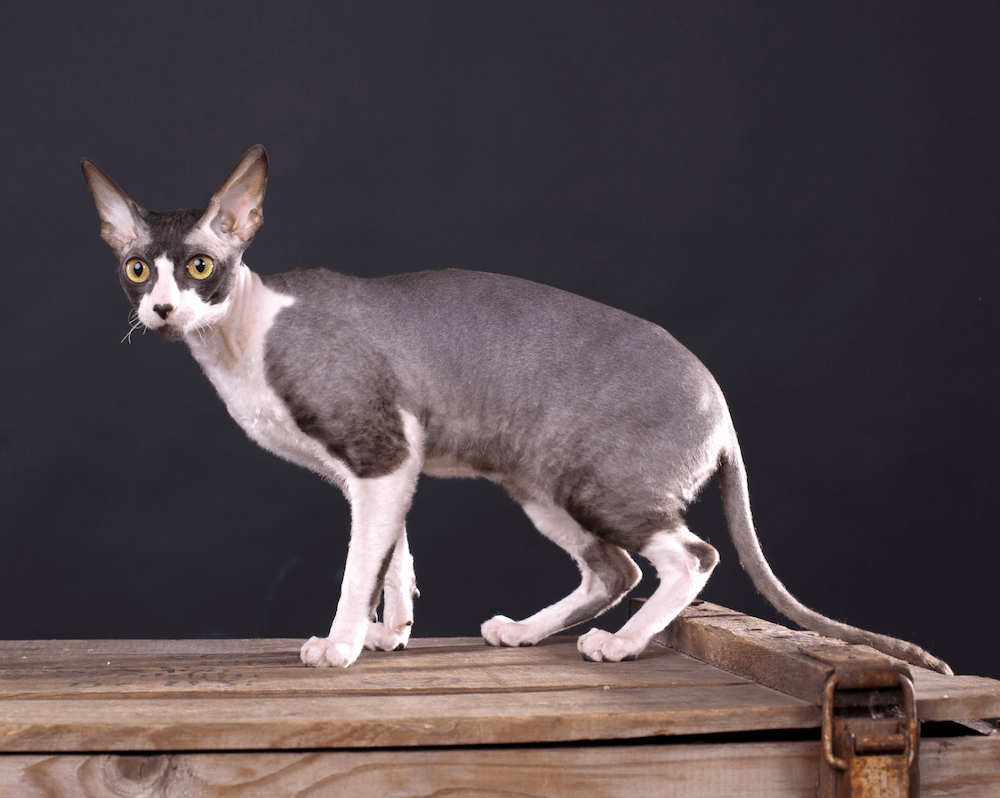 What Colors Can Cornish Rex Cats Be? | Litter-Robot
