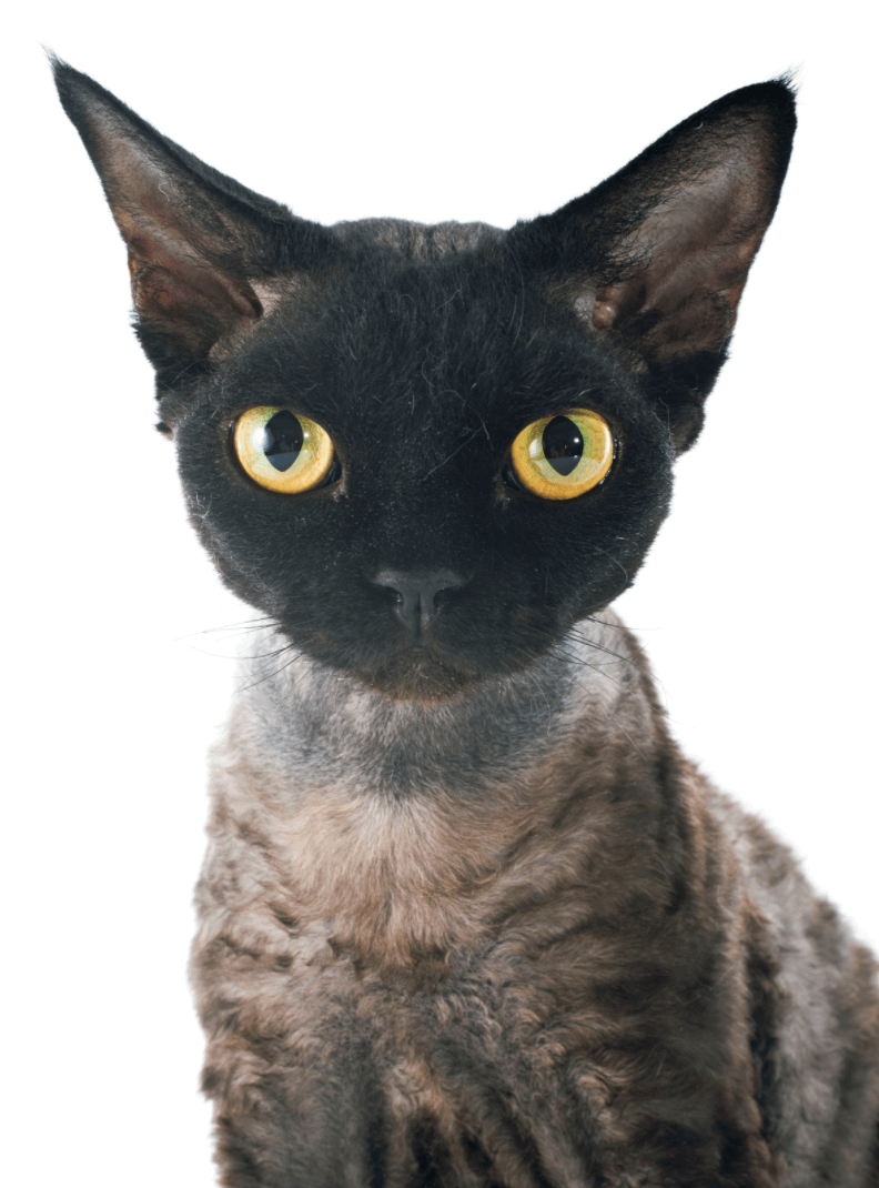 Devon Rex Cat Breed Guide and Profile | Litter-Robot