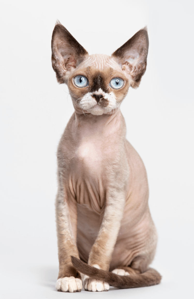 Are Devon Rex Cats Hypoallergenic? | Litter-Robot