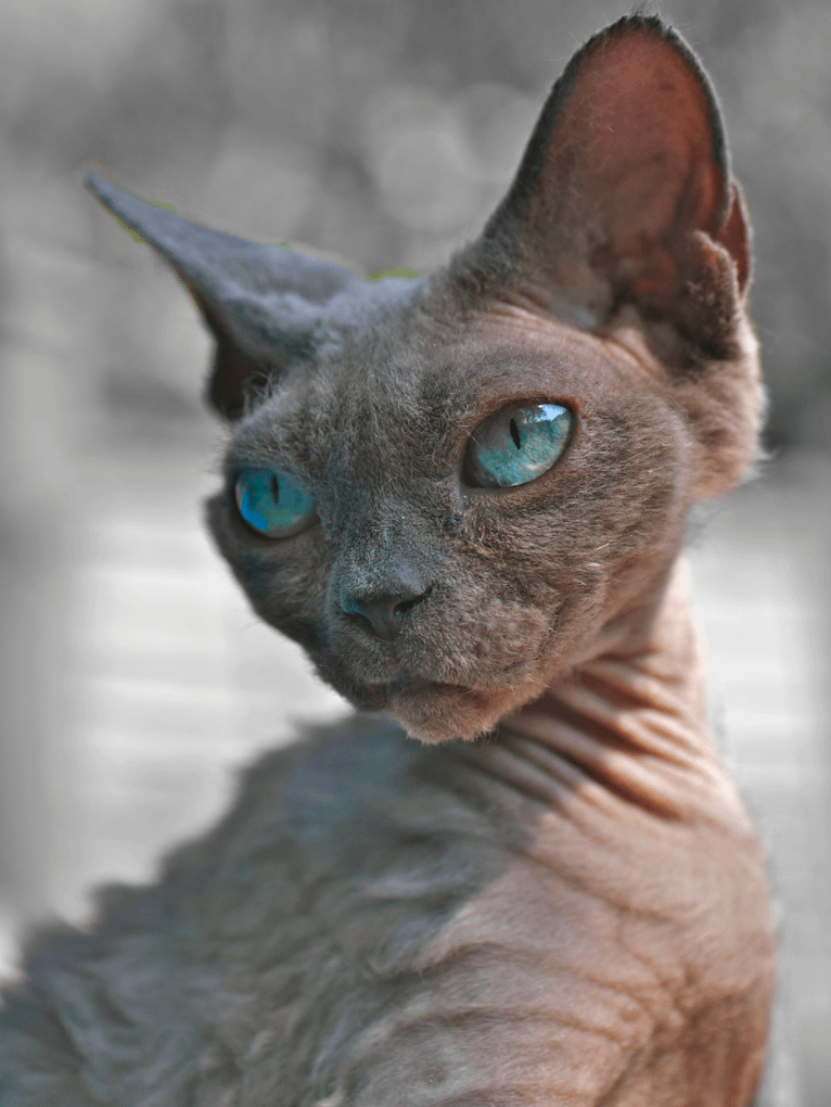 Devon Rex Cat Breed Guide and Profile | Litter-Robot