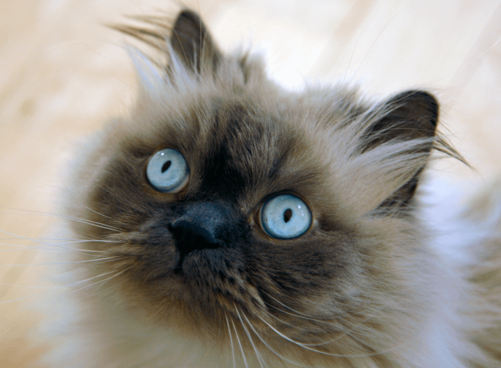 Himalayan Cat Colors - Top 10 Colors from Common to Rare