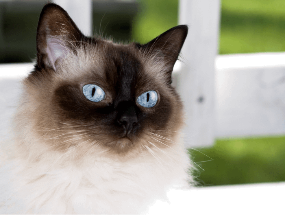 Himalayan Cat Personality Traits: How Do Himalayan Cats Act?