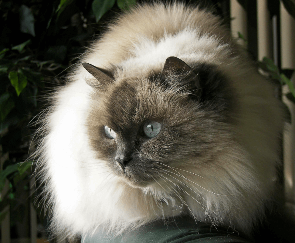 Himalayan Cat Personality Traits: How Do Himalayan Cats Act?