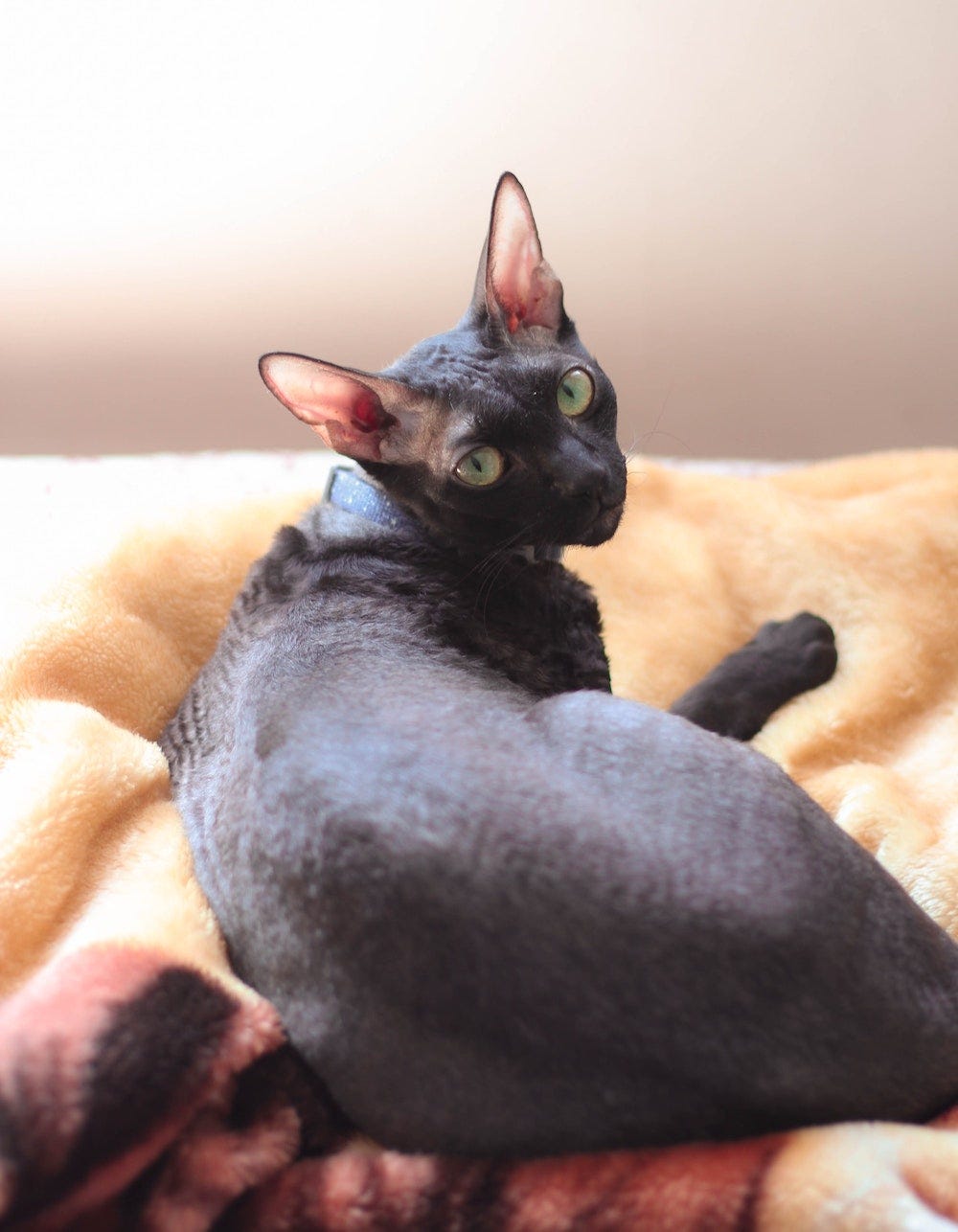 What Colors Can Cornish Rex Cats Be? | Litter-Robot