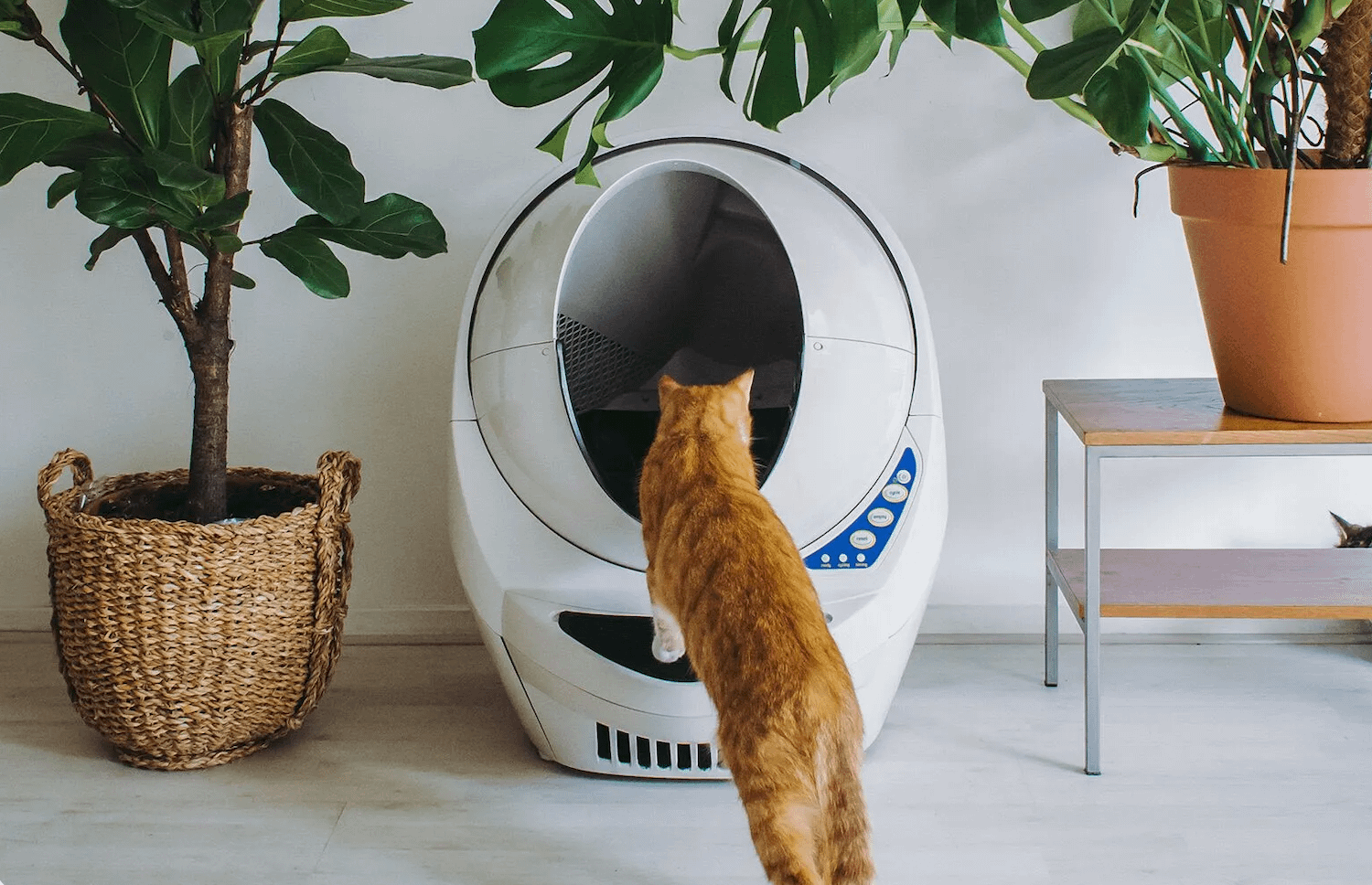 Finding the Best Automatic Litter Box - 7 Must-Have Features