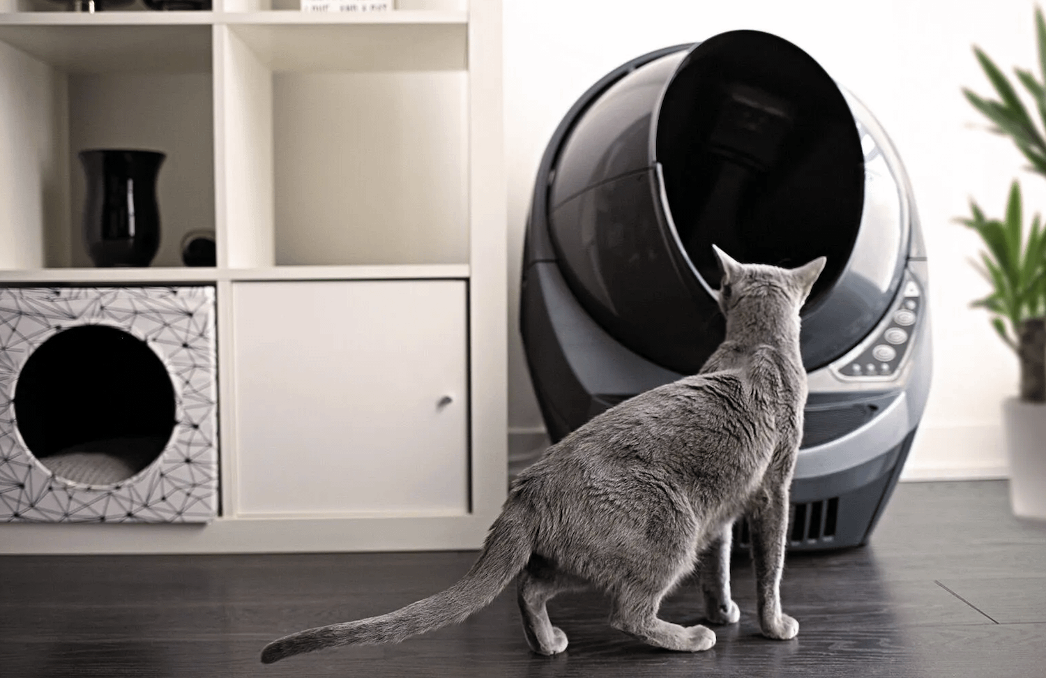 Finding the Best Automatic Litter Box - 7 Must-Have Features