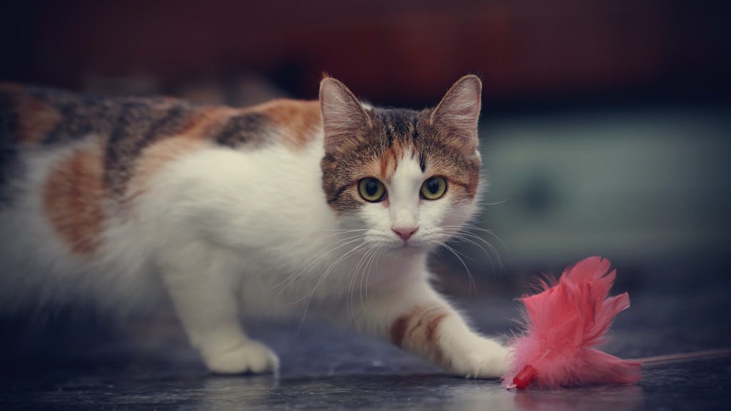 Skittish Cats: Why Your Cat Is So Scared and How To Help