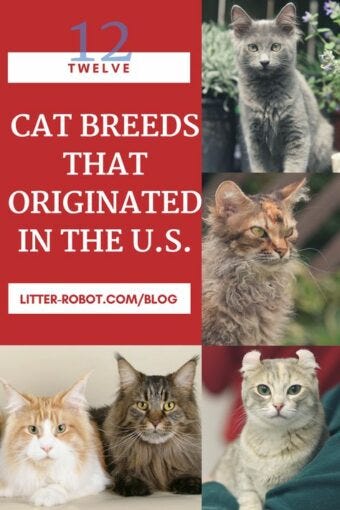12 American Cat Breeds | Litter-Robot