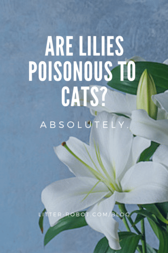 Are Lilies Poisonous to Cats? Absolutely | Litter-Robot