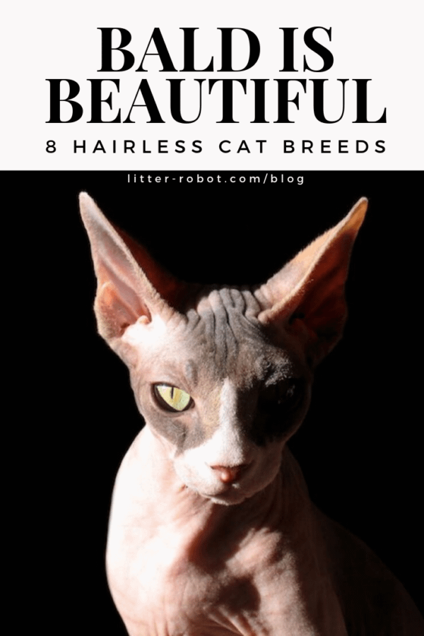Hairless Cats: 8 Bald Cat Breeds, Personality, & Fun Facts