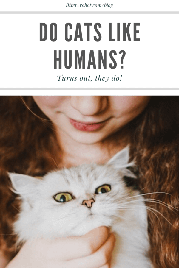 Do Cats Like Humans? Turns Out, They Do!
