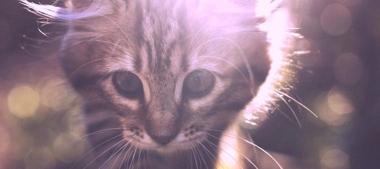 20 Cat Quotes for New Year Inspiration