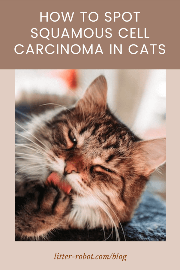 Cancer White Spots On Gums Pictures In Cats Treatment Infoupdate Cancer White Spots On Gums Pictures In Cats Treatment Infoupdate